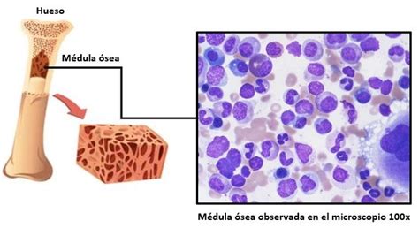 ¿qué Es La Médula ósea