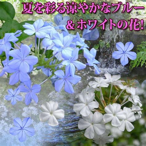 【楽天市場】ママ割ポイントup／ 花苗 夏 ルリマツリ プルンバゴ 選べる青花＆白花 1鉢 3〜35号【お届け中】 Plumbago