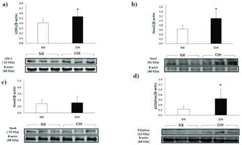 Expression Of A Lectin Like Oxidized Low Density Lipoprotein