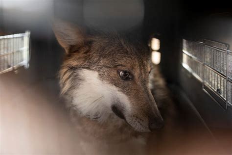 Mexican Gray Wolves Transferred To Mexico See The Photos