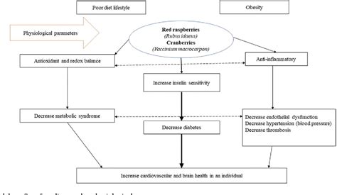 Figure 2 From A Review On Role Of Berries And Its Bioactive Compounds