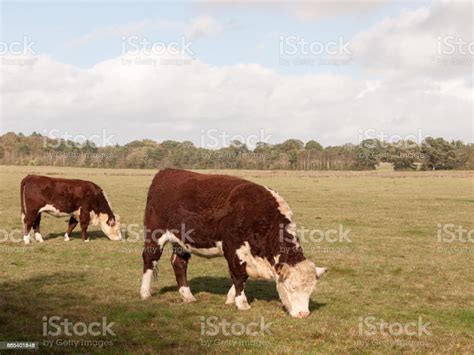 녹색 방목 지 분야 유제품 농장에 방목 하는 갈색과 흰색 암소 가축떼에 대한 스톡 사진 및 기타 이미지 가축떼 갈색 공원 Istock