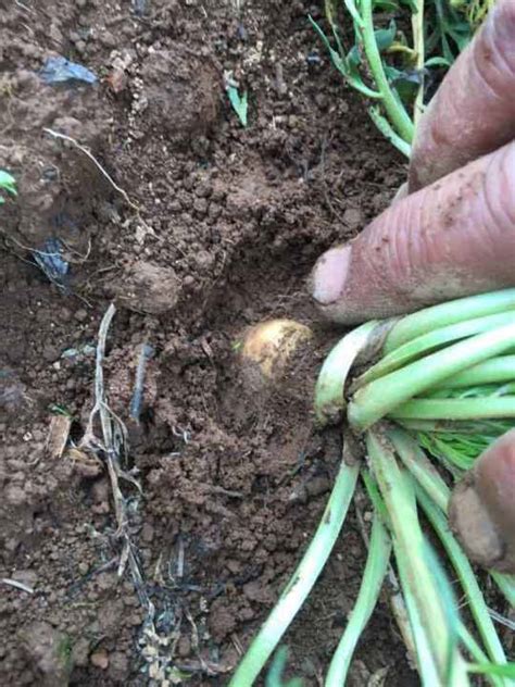 Lepidium Meyenii Maca Peruvian Maca Andes Ginseng Incas Travel