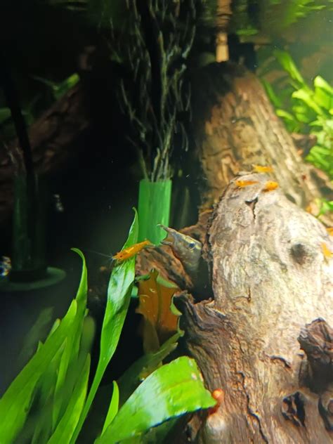 Dwarf Redtail Eel Photos Videos And Journals Care