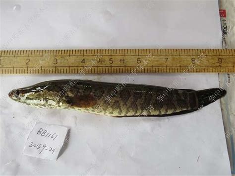 乌鳢 Channa argus 物种库 国家动物标本资源库