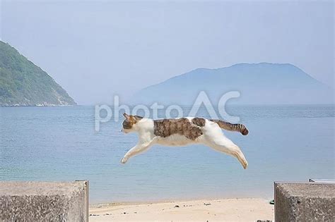 香川県猫島佐柳島飛ぶ猫 No 29676299｜写真素材なら「写真ac」無料（フリー）ダウンロードok
