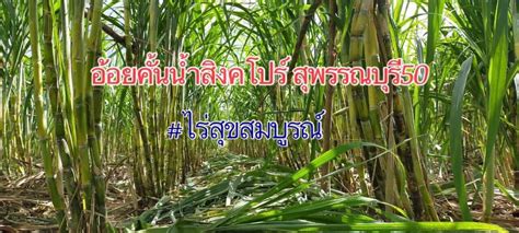 คนปลูกอ้อยคั้นนำ้กำแพงเพชร ผลิตภัณฑ์สำหรับอ้อย ใช้ฉีดอ้อยต้นเล็กให้