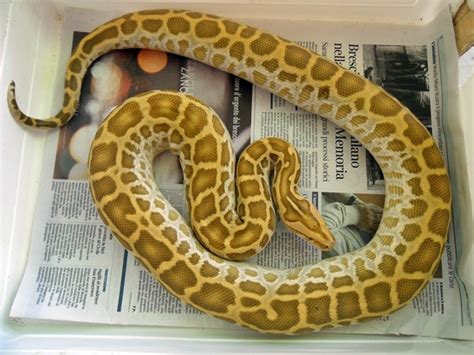 Python Molurus Collection Mbrreptiles It