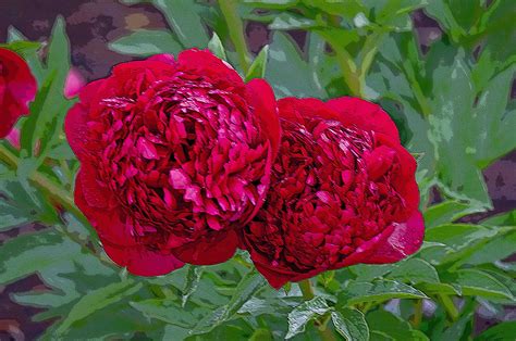 Thom Zehrfeld Photography Adelman Gardens Peony Paradise Two