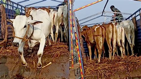 అదిరిపోయే పాల పళ్ళ దూడలు Ieeja Market Sale For Bulls గురువారం