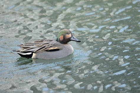 オナガガモコガモ Pota photo birds nature