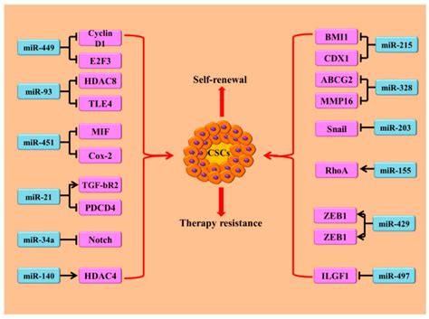 The Roles Of Cancer Stem Cells And Therapy Resistance In Colorectal