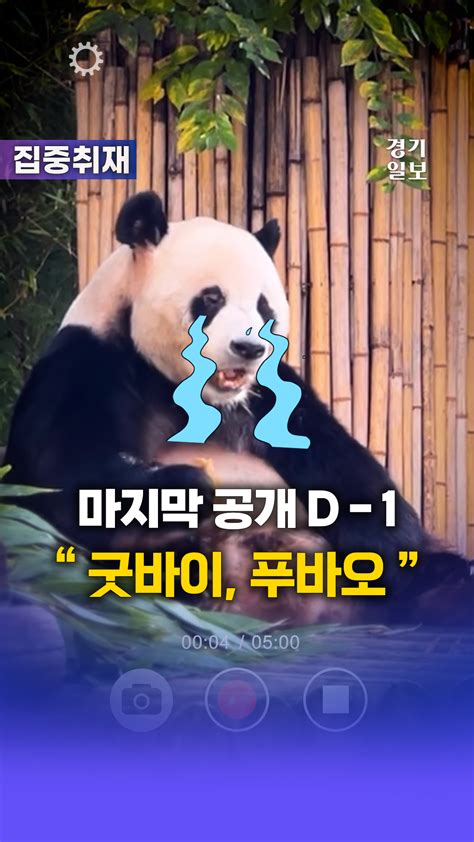 내일이 마지막작별 인사 앞둔 국민 판다 푸바오 오늘의 숏 Beta