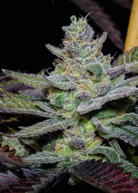 Zero Gravity Cannabis Strain Products Growdiaries