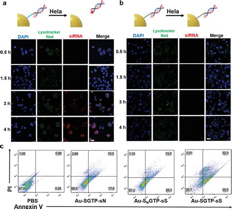 Intracellular Release Of Sirna And Apoptosis Ab Sirna Release And