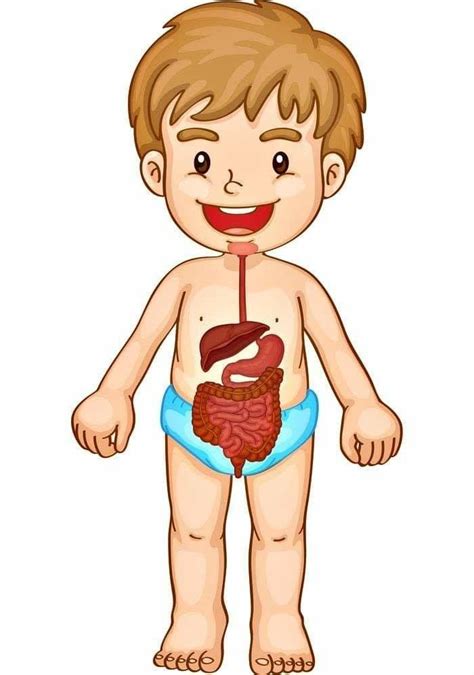 อวัยวะภายในร่างกาย ภาพน่ารักๆ จาก สื่อวิทย์ครูยุพา