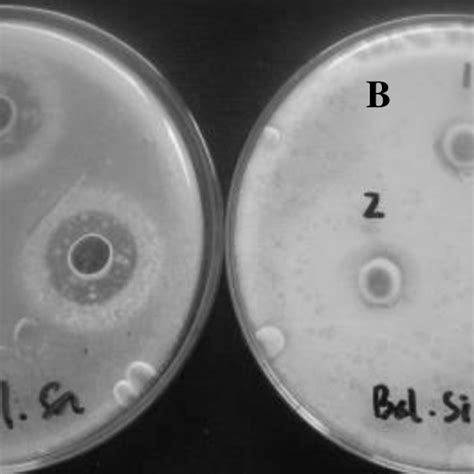 Serial Dilution Method For Bacterial Isolation From Download Scientific Diagram