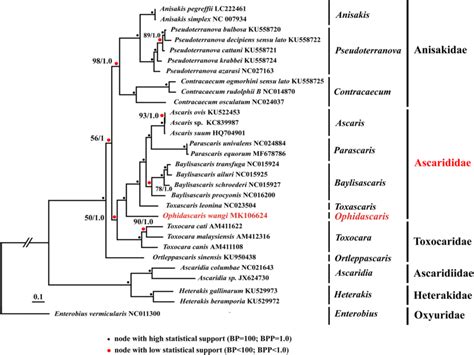 Phylogenetic Relationships Among Selected Nematodes Inferred From
