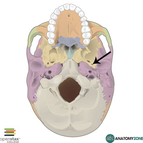 Foramen Spinosum • Musculoskeletal Skeletal • Anatomyzone