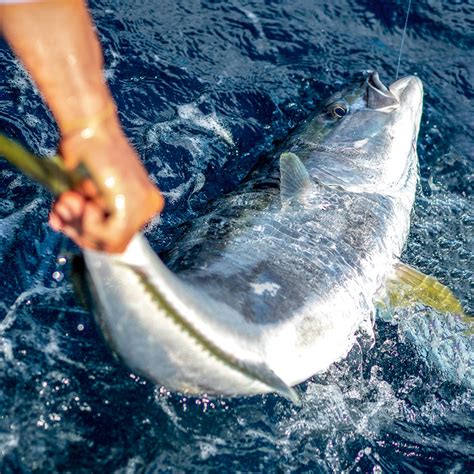 Slow Trolling For Kingfish The Fishing Website