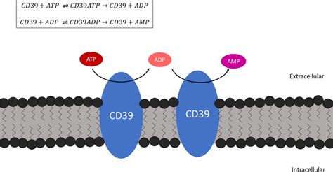 Schematic Depicting The Function Of Cd39 This Enzyme Catalyzes The