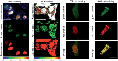 Nucleic Acid Selective Light Up Fluorescent Biosensors For Ratiometric