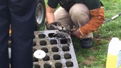 Raccoon Rescued After Being Stuck In Sewer Drain