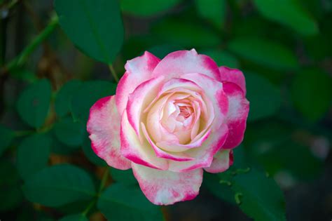 ছবি ব্লগ গোলাপ খালিদ আহসান এর বাংলা ব্লগ । Bangla Blog