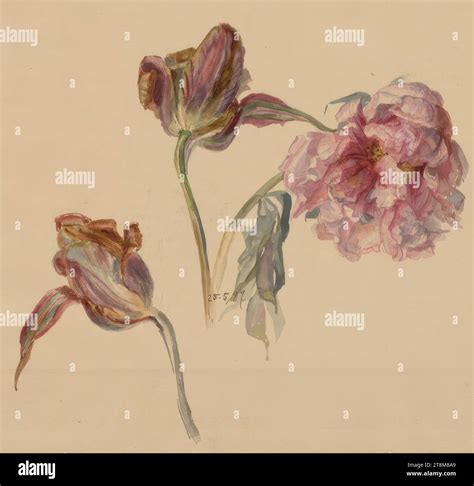 Tulips And Peony Marie Lippert Hoerner Vienna 1860 1932 Vienna 1887
