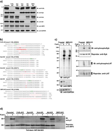 Syk Dependent Tyrosine Phosphorylation Of 3bp2 In The Fcγri Stimulated