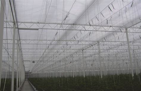 Tomato Crops Tied To The Supporting Strings And Guide Wires The Download Scientific Diagram