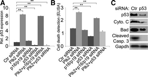 Microrna A Induces Lineage Negative Bone Marrow Cell Apoptosis And