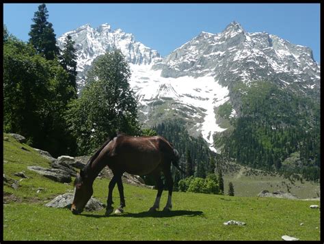 Visit Gund: 2024 Travel Guide for Gund, Jammu and Kashmir | Expedia
