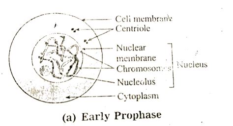 Draw The Diagram Of All Five Sub Stages Of Prophase 1 Of
