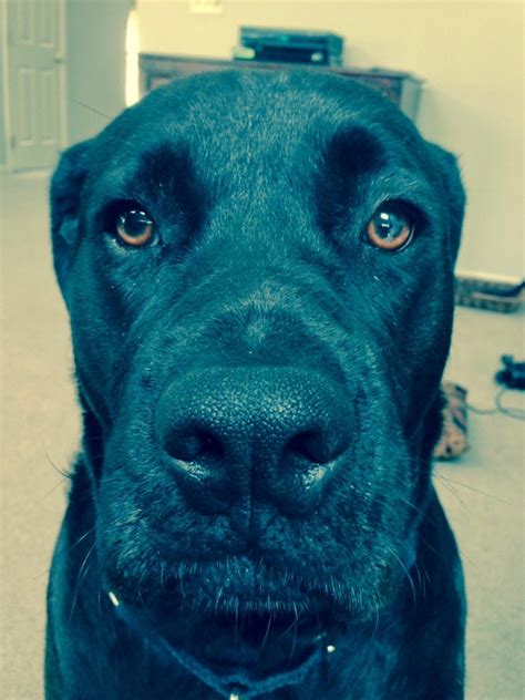 Best U Pm Boobs Or Selfie Images On Pholder My Boxer Lab Mix People Say He Looks Depressed