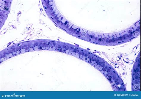 Columnar Epithelium Of Human Gall Bladder Under The Microscope In Lab Royalty Free Stock