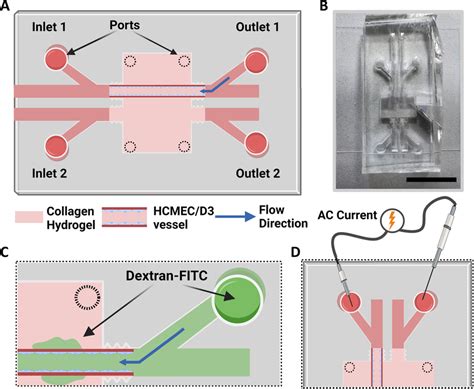 3d Bloodbrain Barrier Model A Schematic Of A Microfluidic Device With