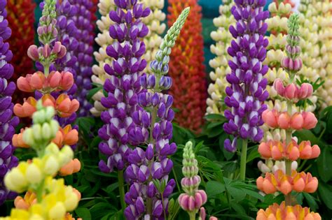 How To Cut Back Herbaceous Perennials