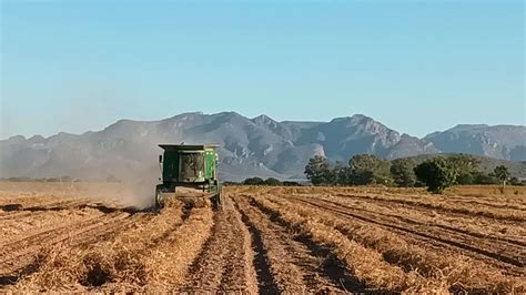 Les Urge Productores Temporaleros De Ahome Piden A Segalmex Que Ya