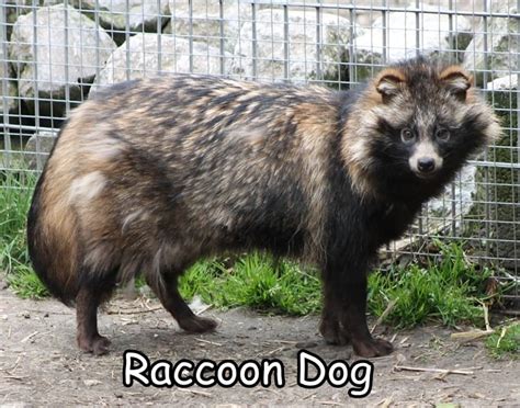 30 Strange Animals That You Didnt Even Know Existed