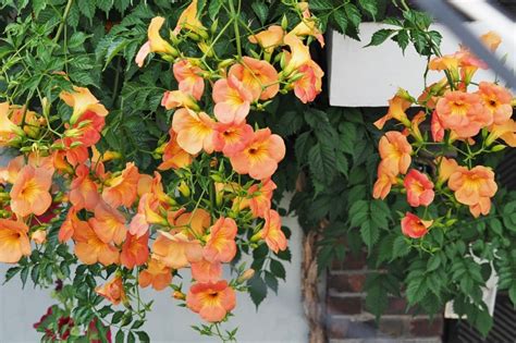 여름꽃 덩굴식물 능소화 키우기 꽃말 슬프고 아름다운 전설 네이버 블로그 여름꽃 덩굴식물 능소화 키우기 꽃말 슬프고 아름다운 전설 네이버 블로그