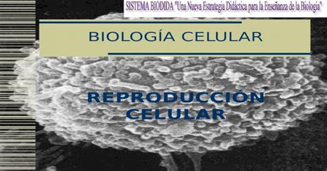 BiologÍa Celular ReproducciÓn Celular Ing Socorro Olivas Loya