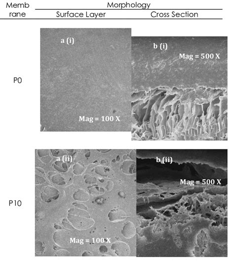 Sem Image Of The I Surface Layer And Ii Cross Section For