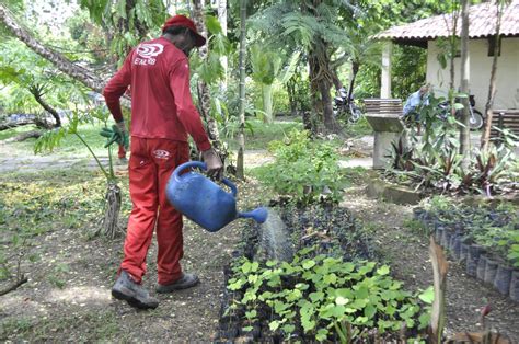 Como Plantar Alface Em Garrafa PET Passo A Passo Mundo Ecologia