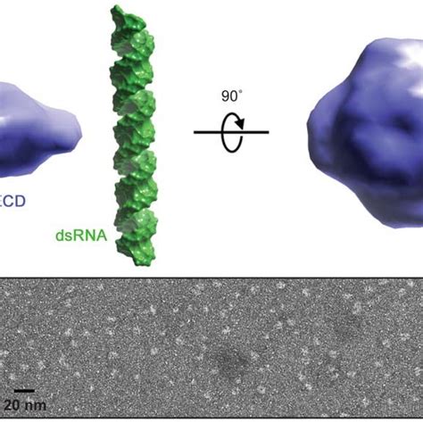 3d Model Of The Sidt1 Ecd A Averaged 3d Reconstruction Of Saxs Data Download Scientific