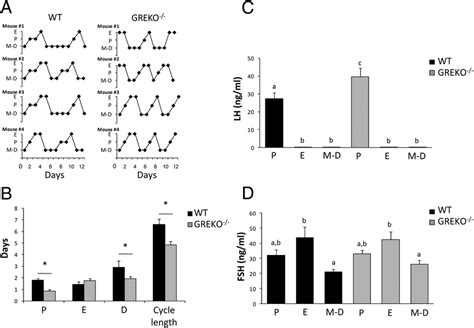 Greko Mice Have Shortened Estrous Cycles A Graphic Representation
