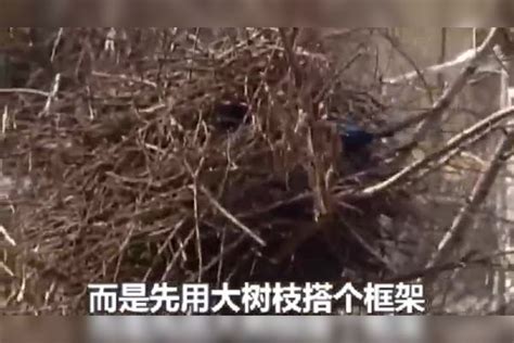 最为先进的鸟巢竟然是喜鹊窝，它到底有什么不同之处 喜鹊 鸟巢 先进的