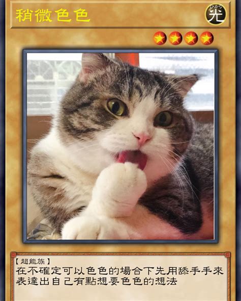 什麼是「不可以色色」？柴犬圖鑑全集宇宙掀風潮 貓咪梗圖參戰！