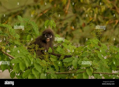 A Dusky Leaf Monkey Also Known As Spectacled Langur And Spectacled Leaf