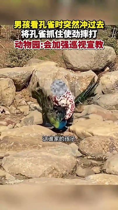 男孩看孔雀时突然冲过去，将孔雀抓住使劲摔打，动物园会加强巡视宣教 Youtube